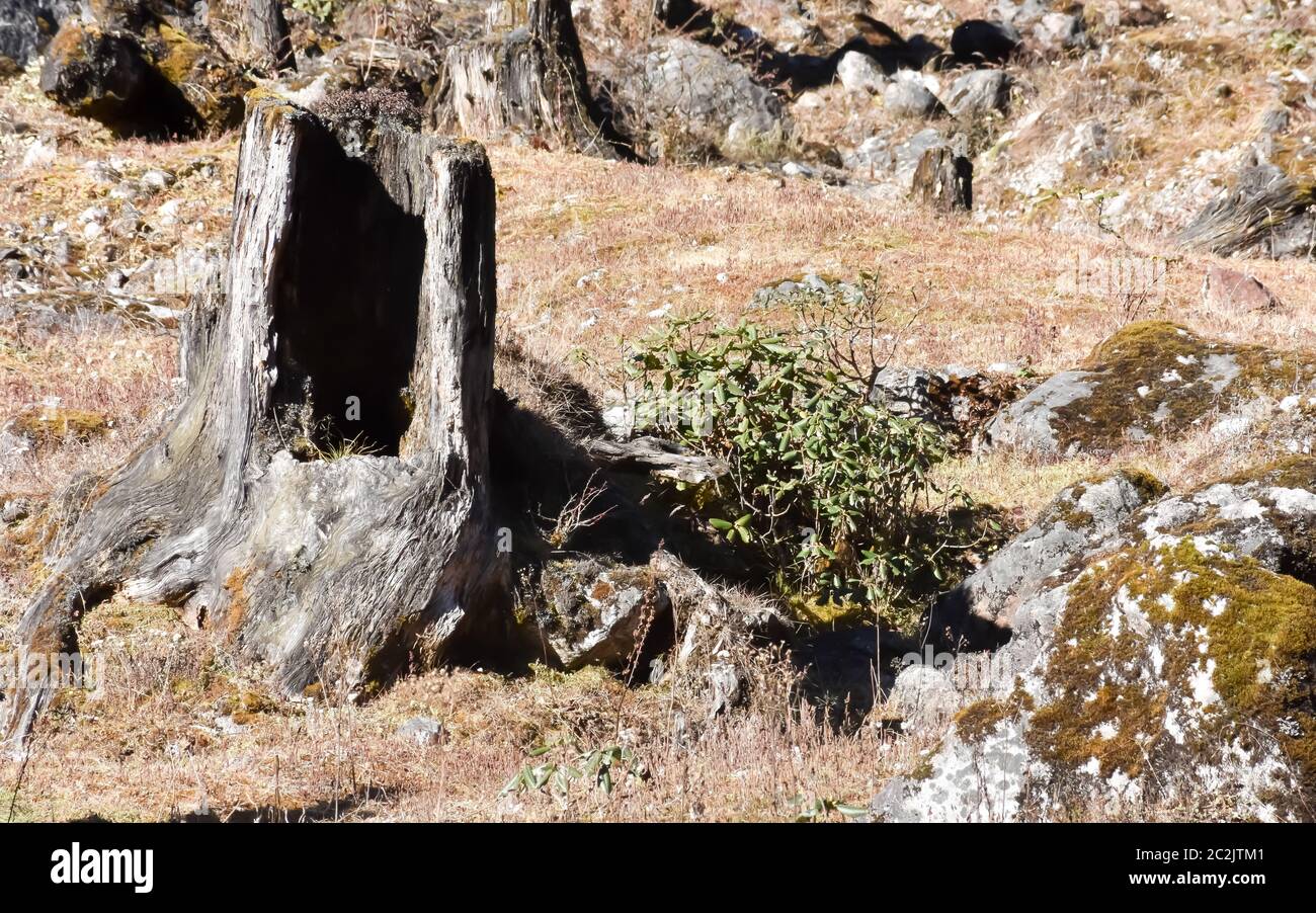 Burning Tree stumps of a fire burned forest with trees cut down after a ...