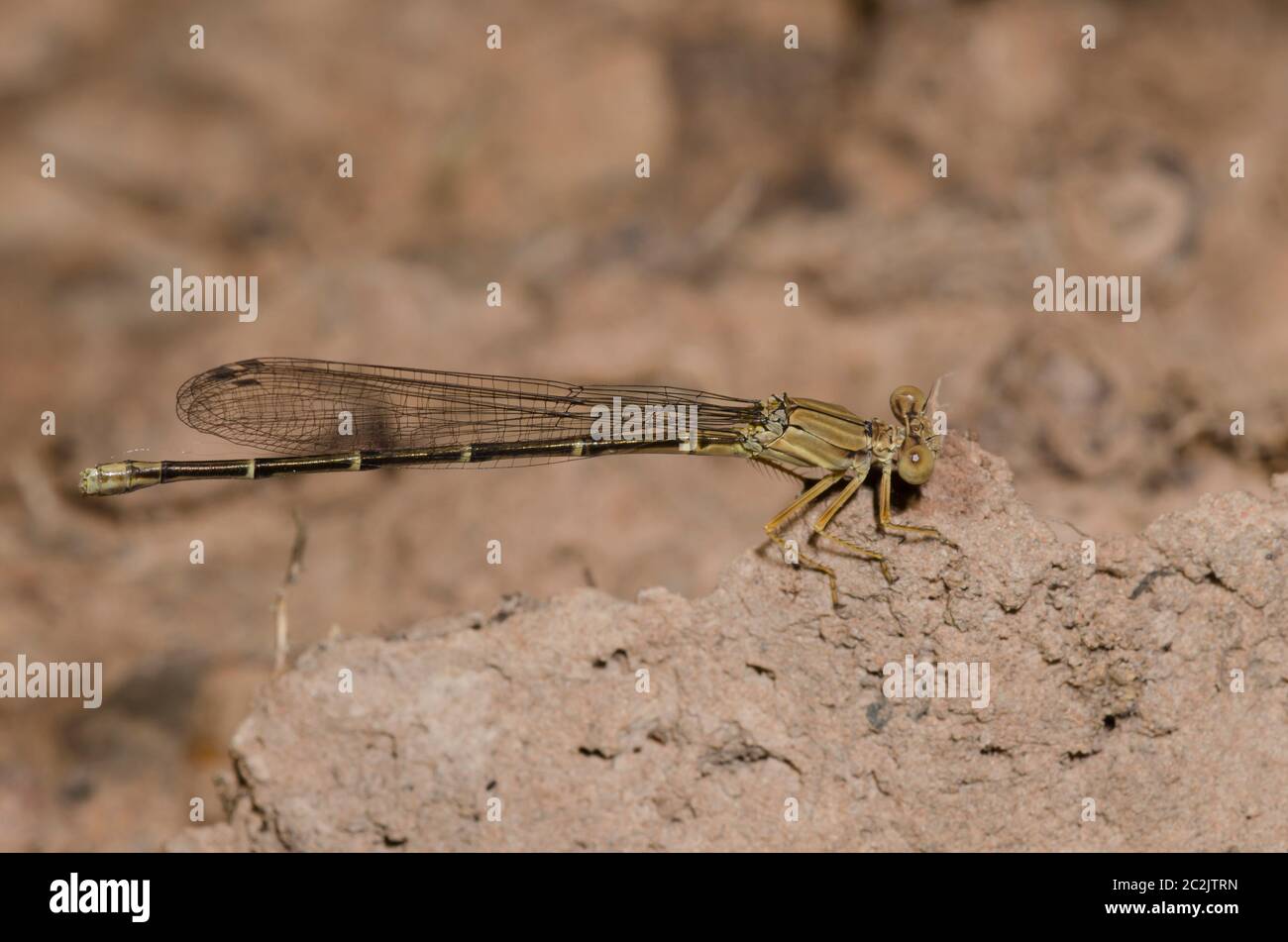 Argia Apicalis High Resolution Stock Photography and Images - Alamy