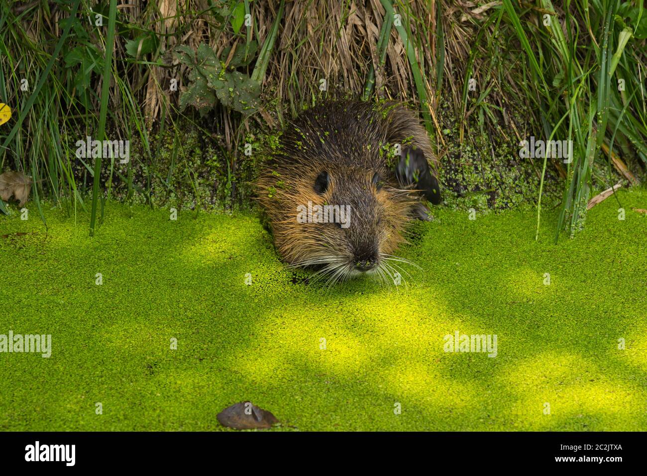 Cute nutria hi-res stock photography and images - Alamy