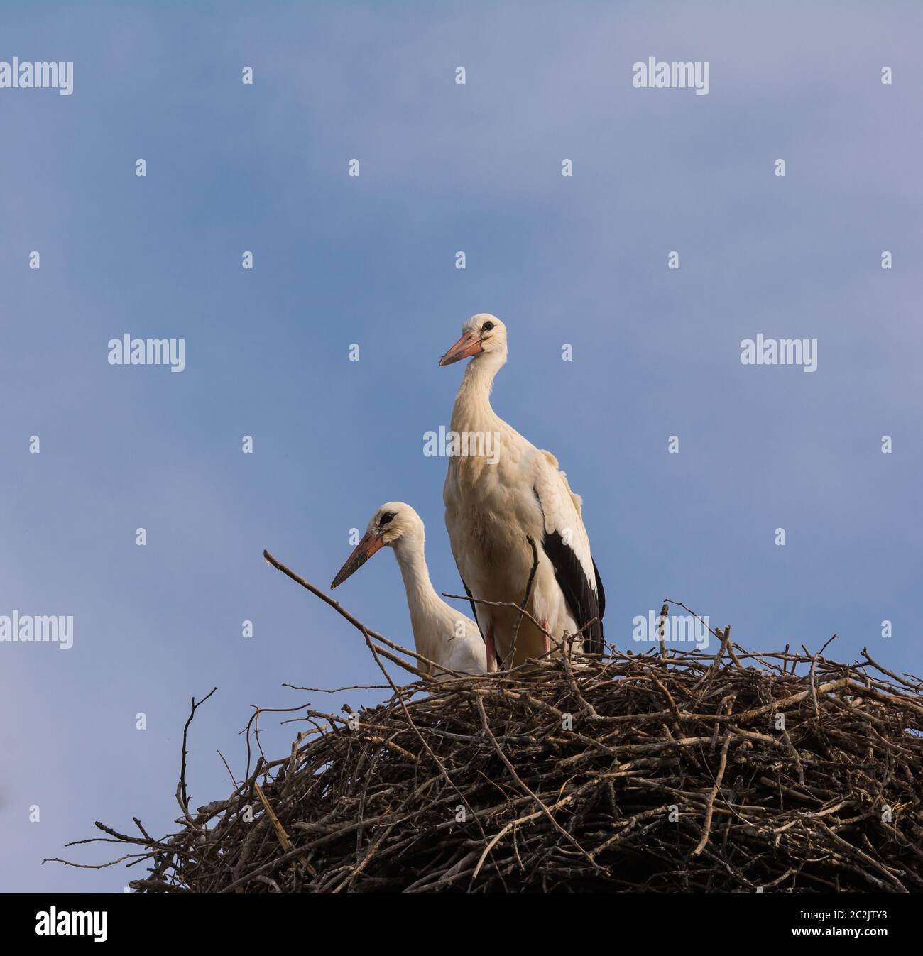Blue stork hi-res stock photography and images - Alamy
