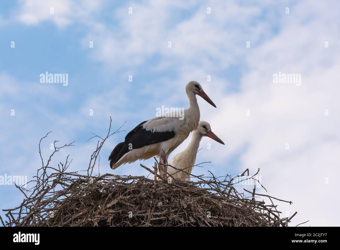 Black storks in the forest hi-res stock photography and images - Alamy