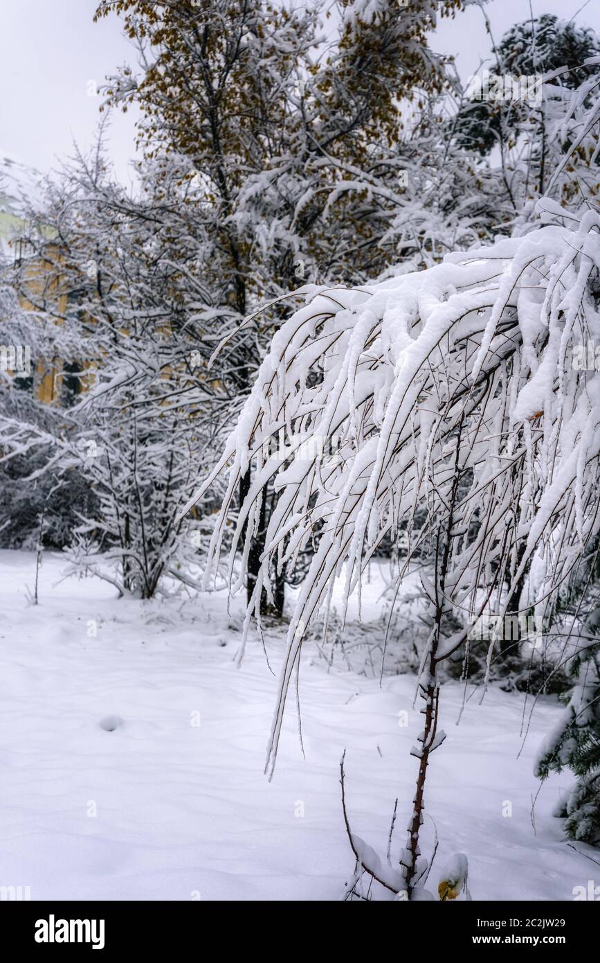 trees in the winter Park, bent under the weight of snow branches Stock ...