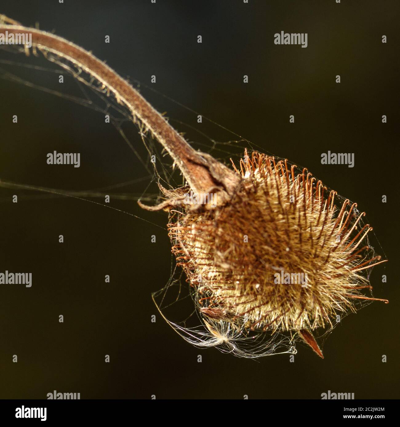 Burr plant close up hi-res stock photography and images - Alamy