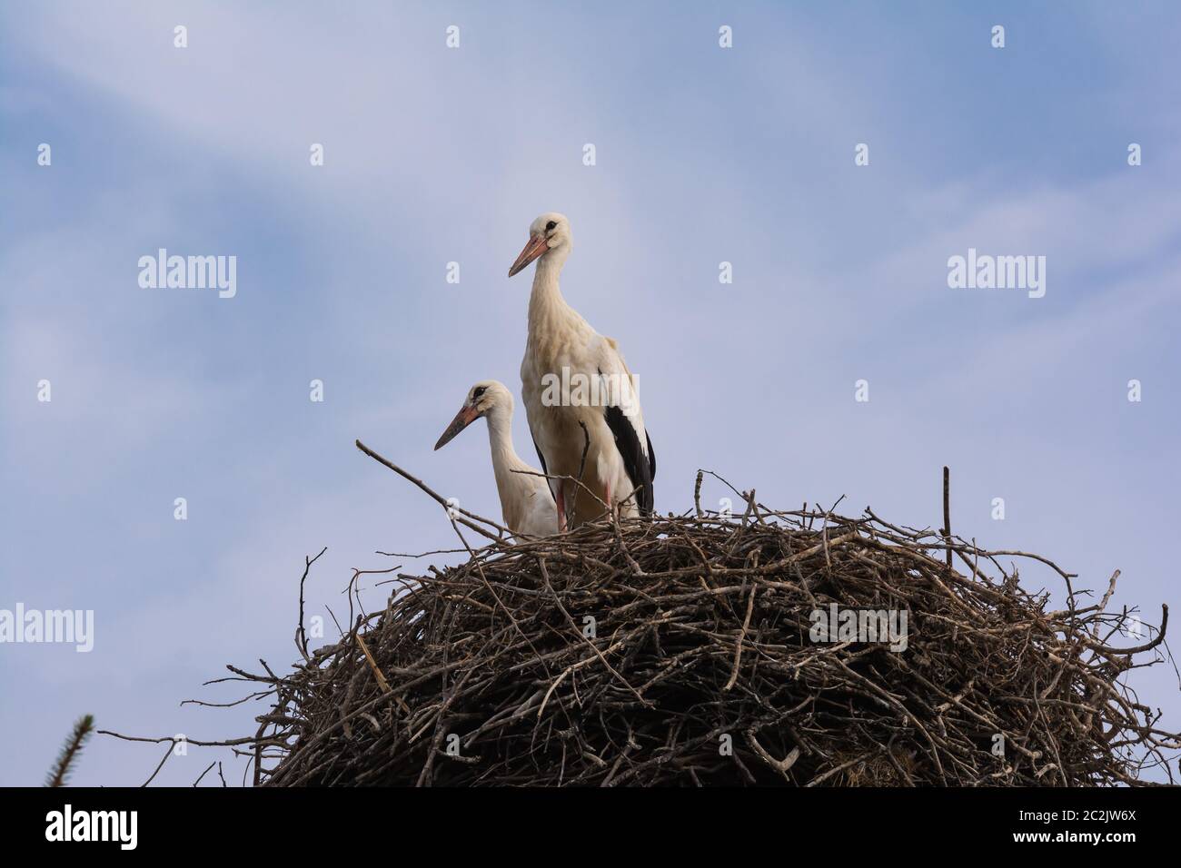 Blue stork hi-res stock photography and images - Alamy