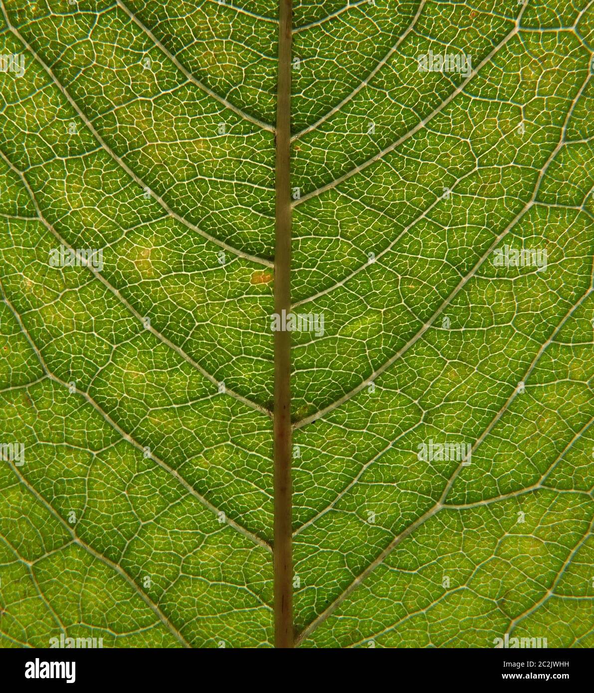full frame close up of an green early autumn leaf showing veins and ...