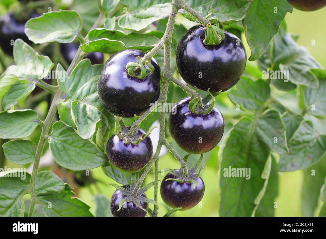 Blacktomatoes hi-res stock photography and images - Alamy