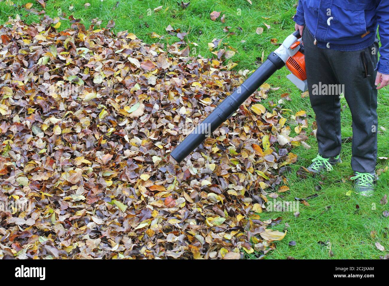 Gardener clearing up the leaves using a leaf blower tool Stock Photo ...
