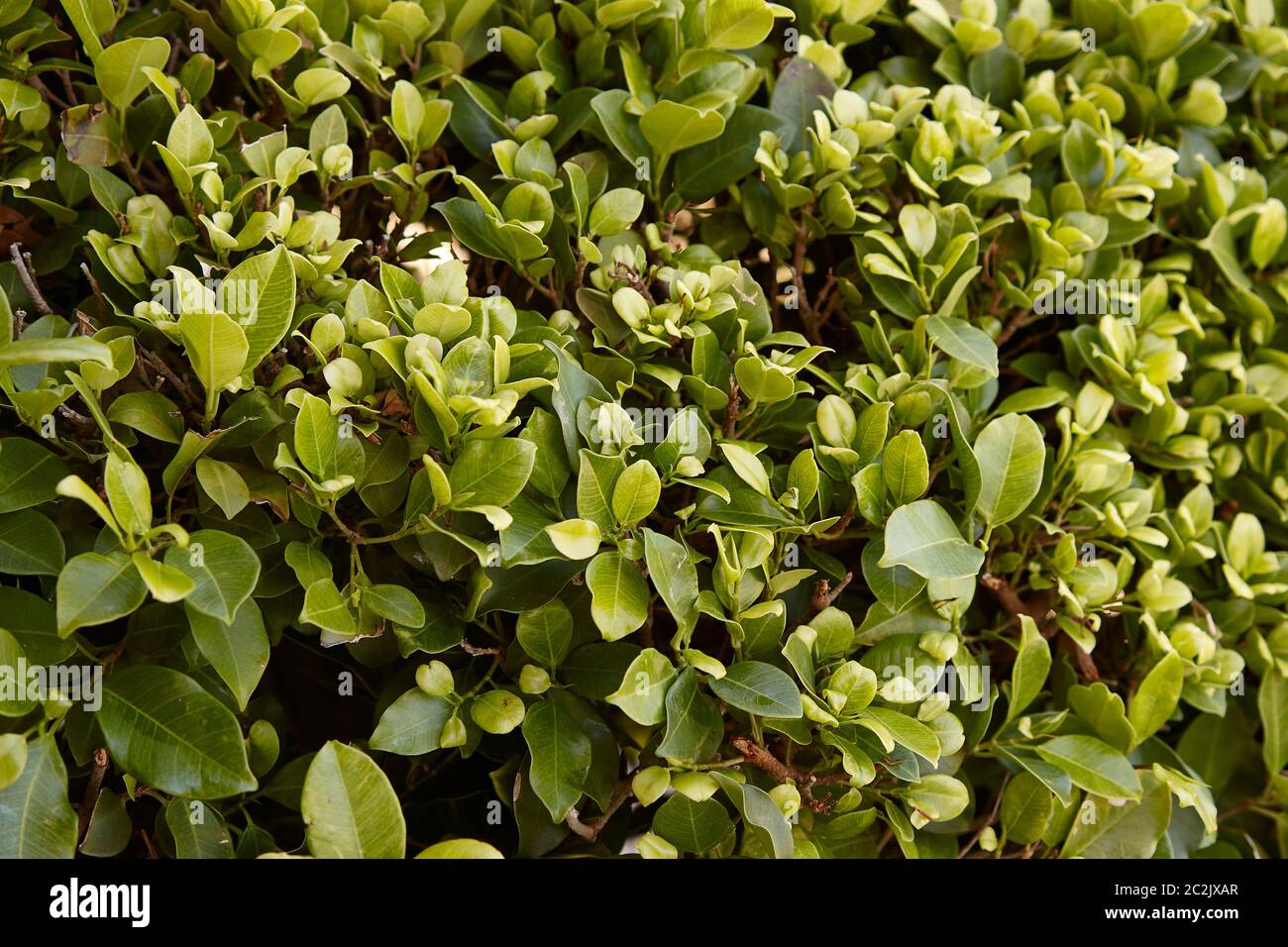 Hedge detail in mediterranean vegetation Stock Photo - Alamy