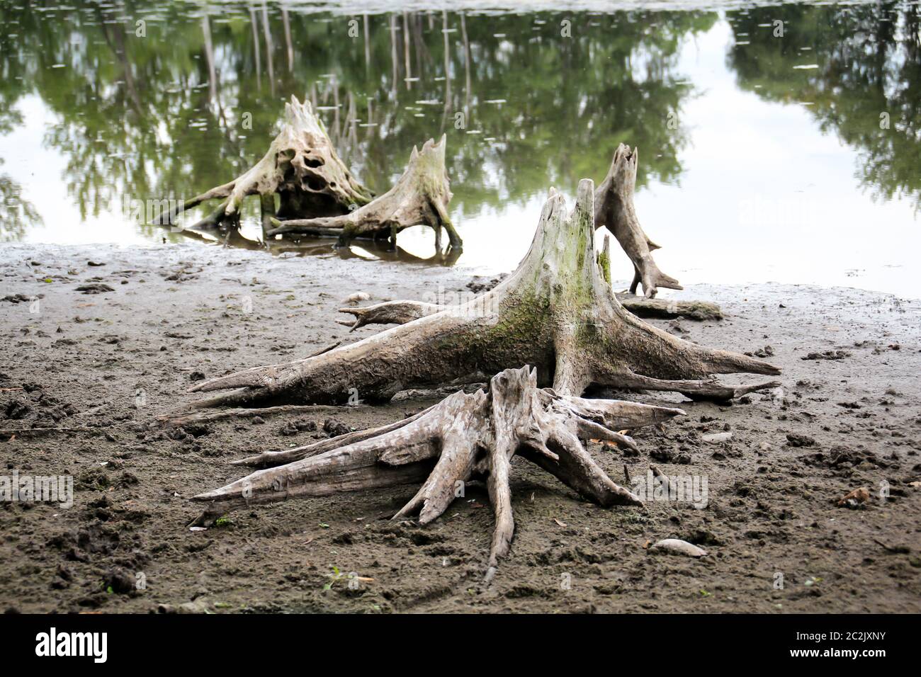 former remnants of a tree, tree stumps in the dried up pond Stock Photo ...