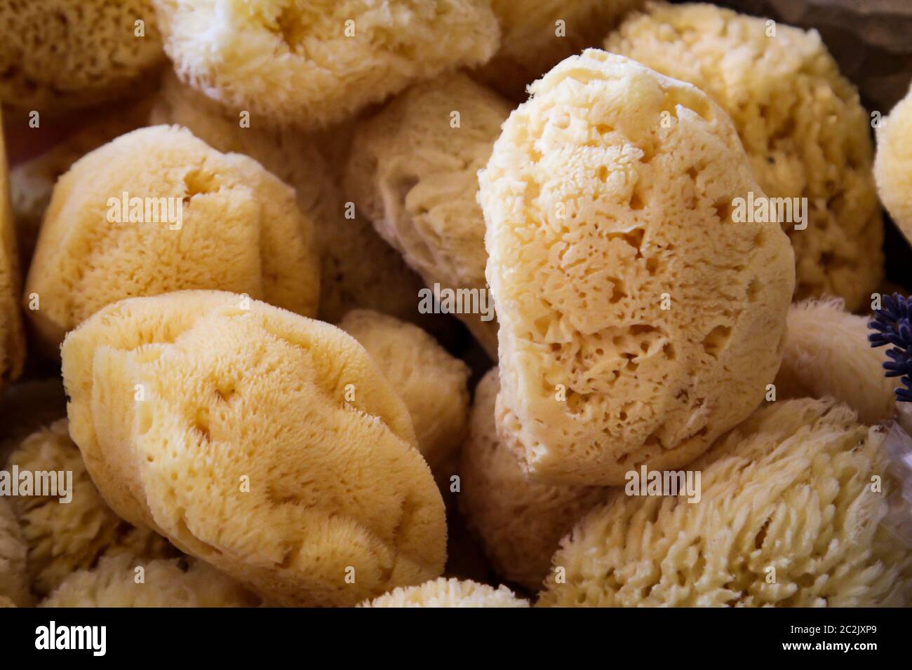 Sponge Porous Organic High Resolution Stock Photography and Images - Alamy