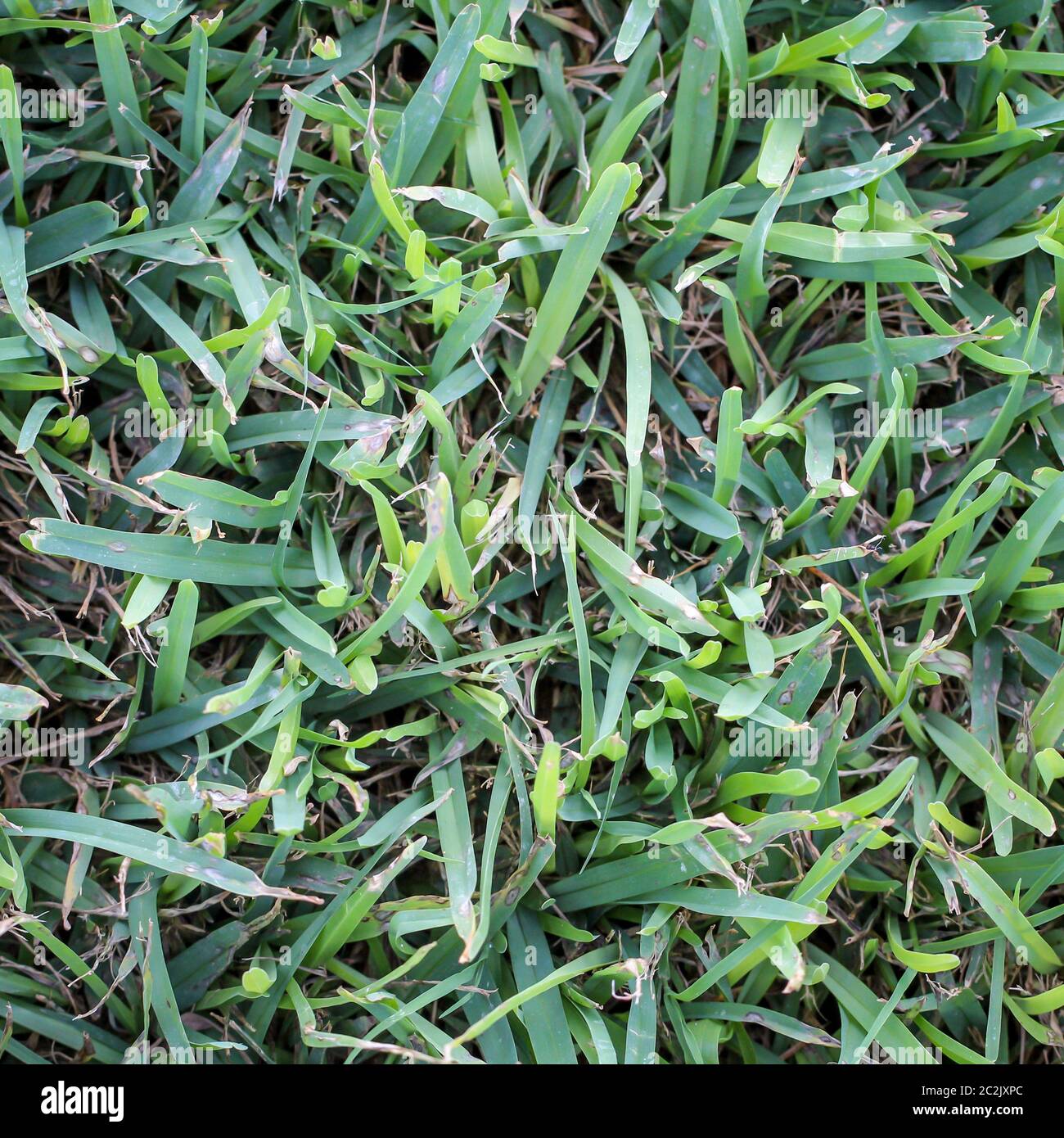 Grass, lawn, a texture of grass blades, grass and lawn texture Stock ...