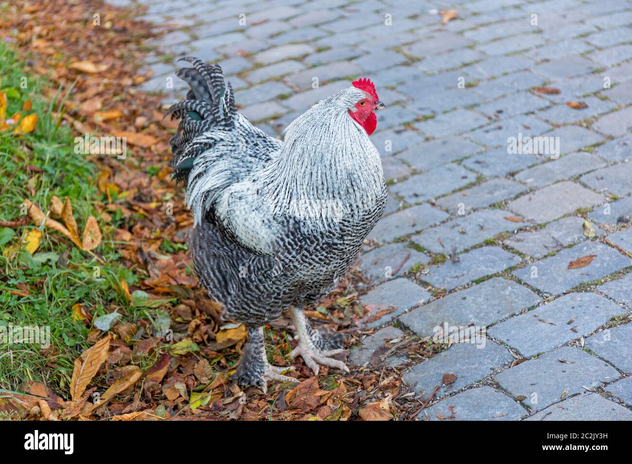 Big rooster hi-res stock photography and images - Alamy