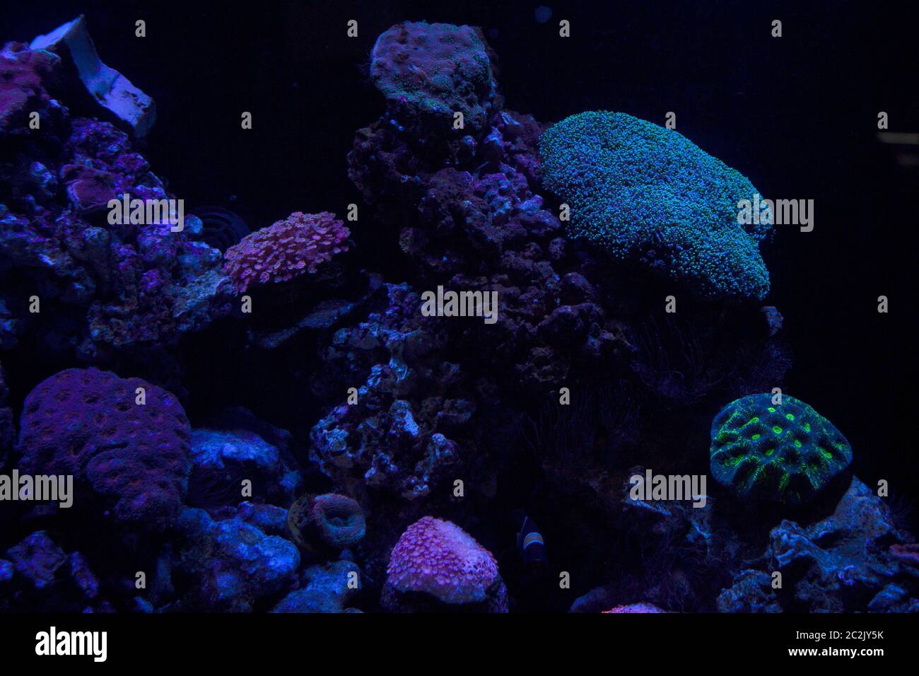 Live underwater corals that look like pink flowers green and blue Stock ...