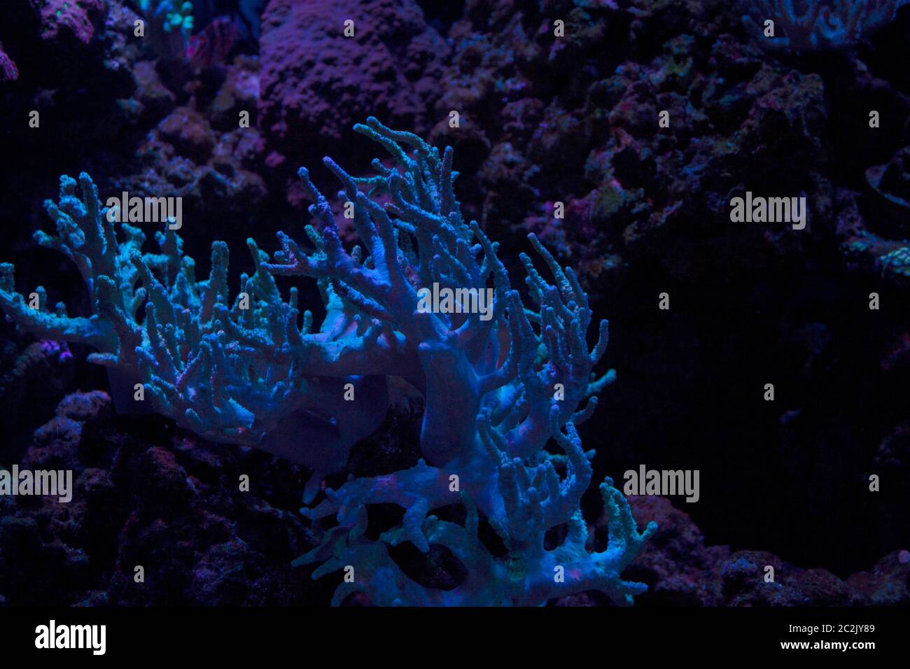 Blue life coral dendrogyra cylinderrus underwater Stock Photo - Alamy