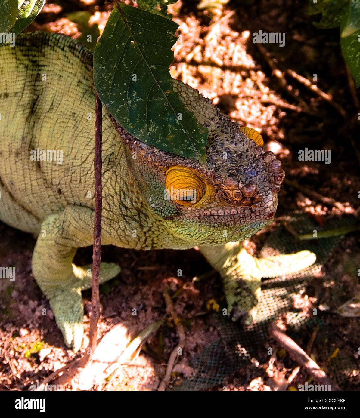 portrait of Parson's chameleon aka Calumma parsonii in Andasibe ...