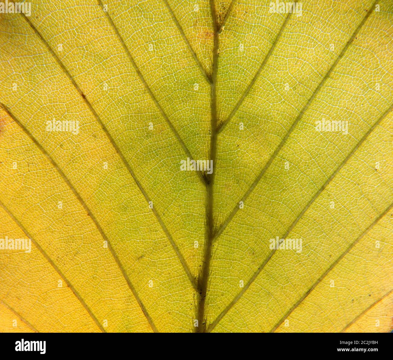 Microscopic closeup detail organic structure hi-res stock photography ...