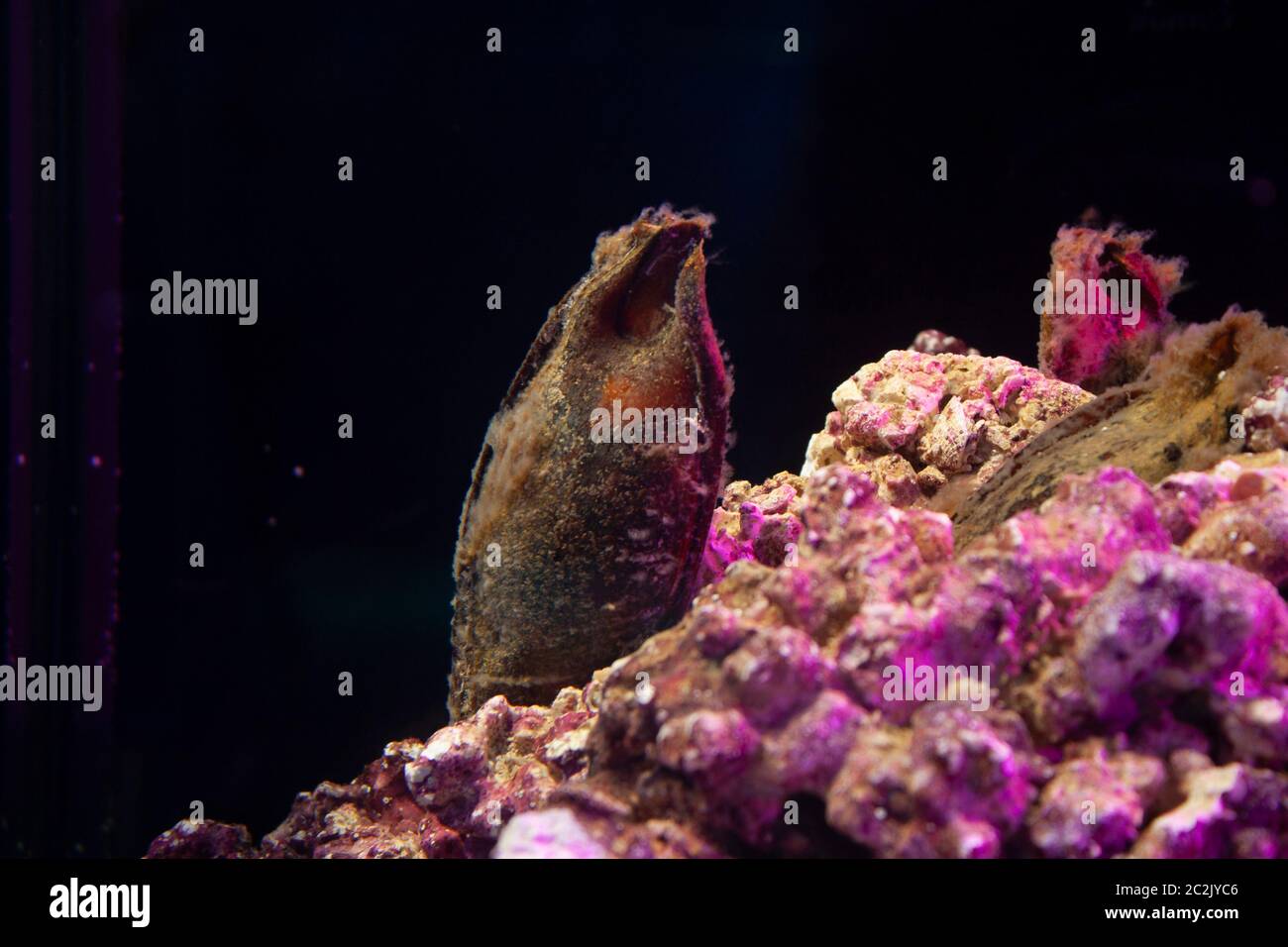 Shark egg case hi-res stock photography and images - Alamy