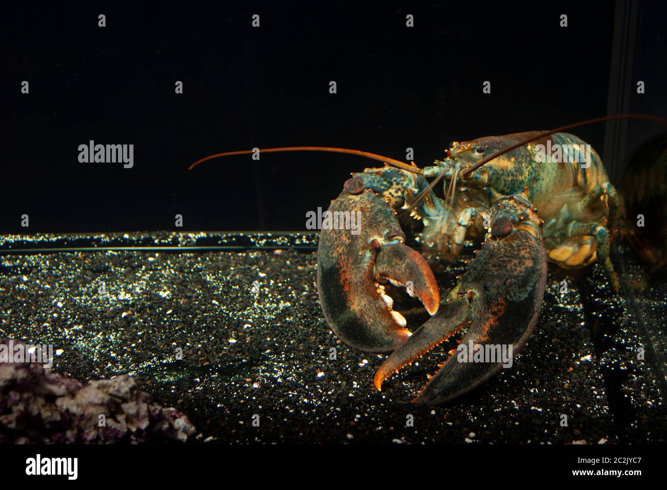 Inside shell fish hi-res stock photography and images - Alamy