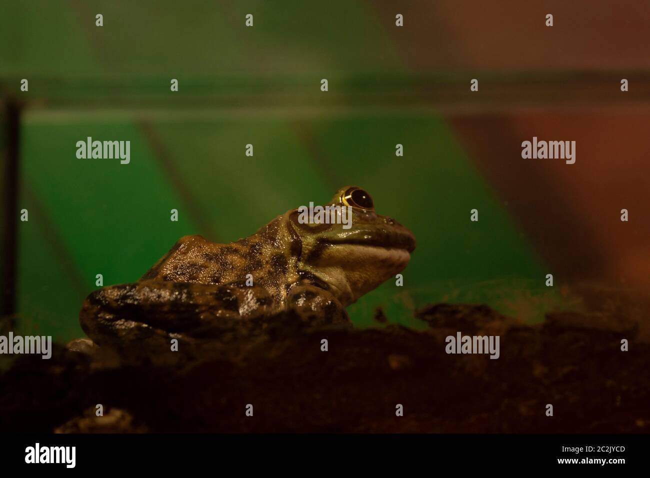 Mexico stone frog hi-res stock photography and images - Alamy