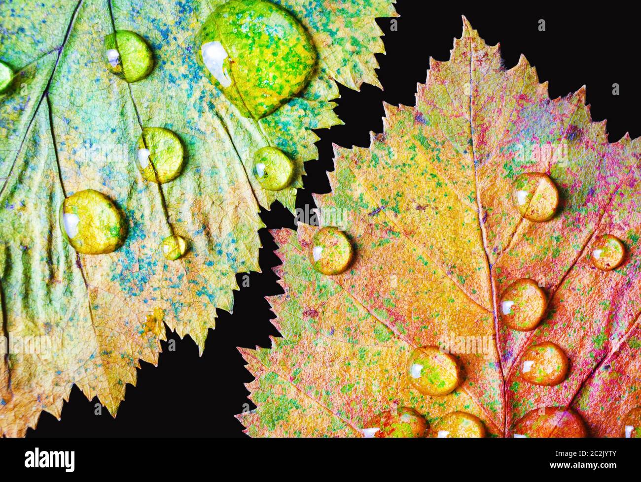 Autumn leaves and water hi-res stock photography and images - Alamy