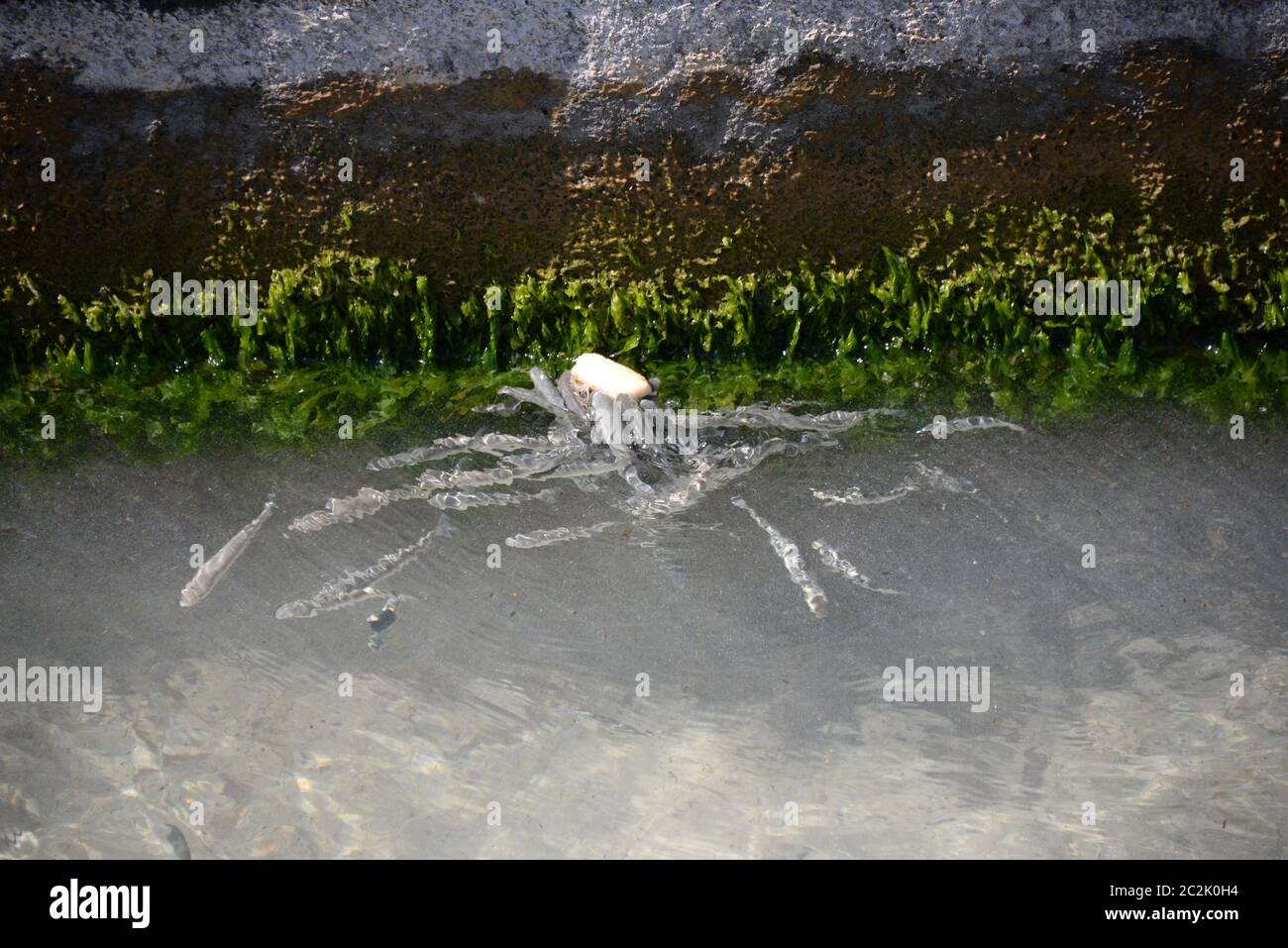 hungry fish eat bread on the beach of Magaluf, on the Balearic island ...
