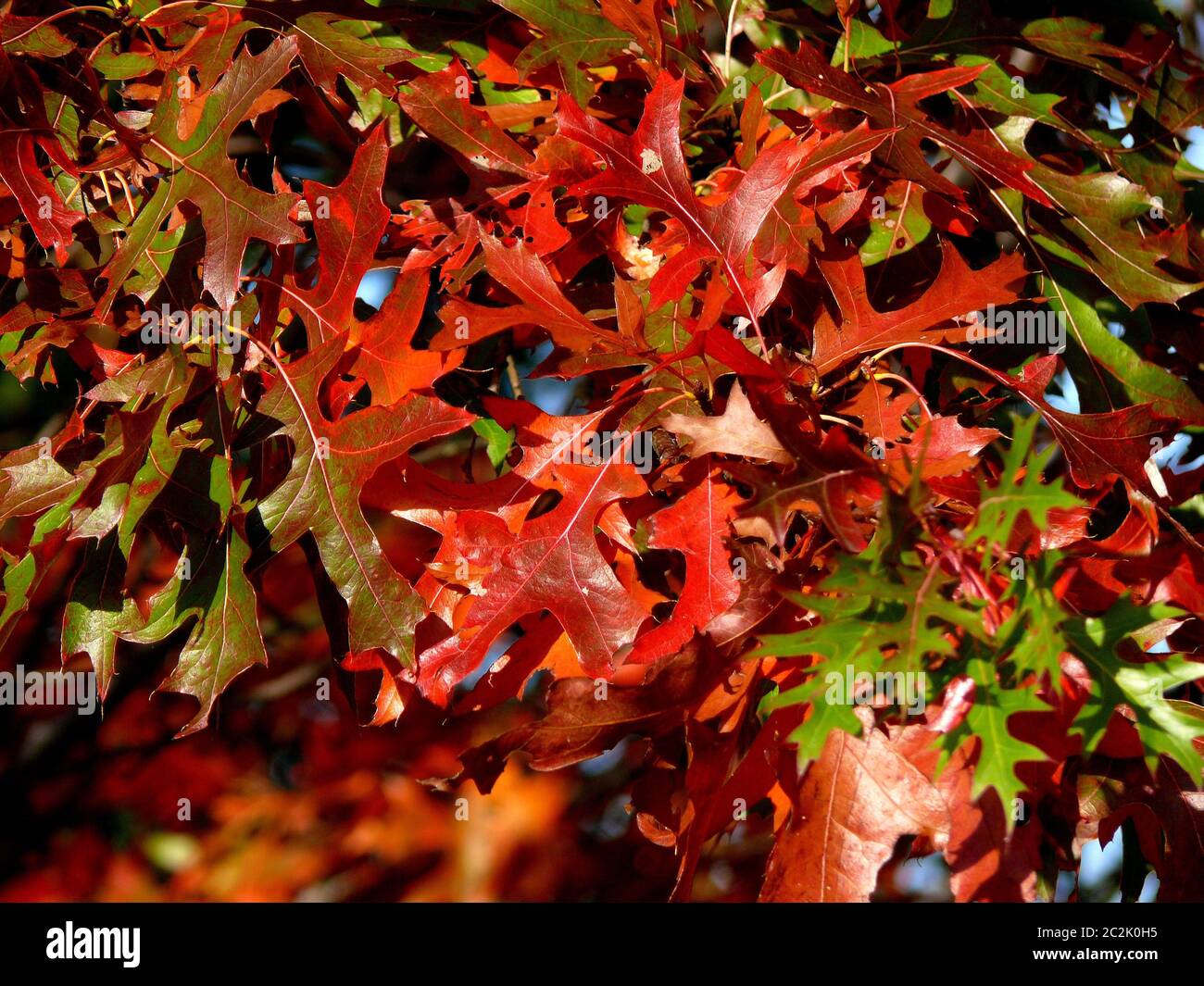 Autum plant hi-res stock photography and images - Alamy