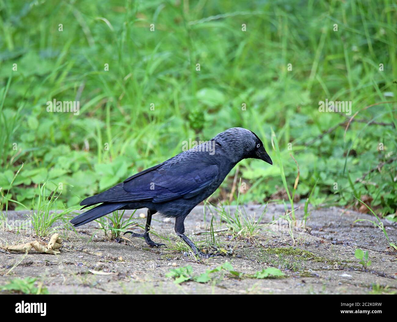 Dohle Coloeus monedula in the Botanical Garden Heidelberg Stock Photo ...