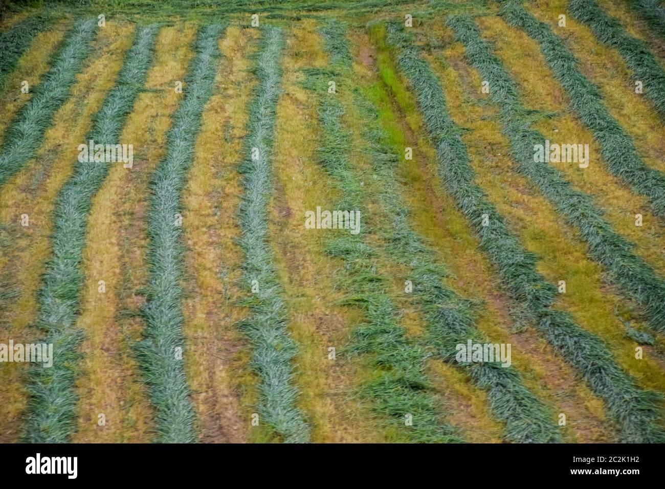 Hay cut in the field lies in rows and dries. livestock feed hay Stock ...