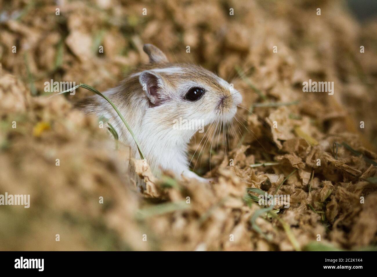 Meriones unguiculatus hi-res stock photography and images - Alamy