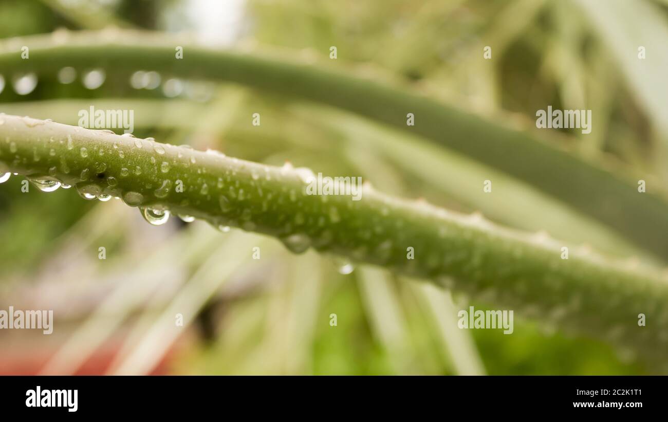 Spiky Agave variegated plant (Agave tequilana) with water on leaves ...