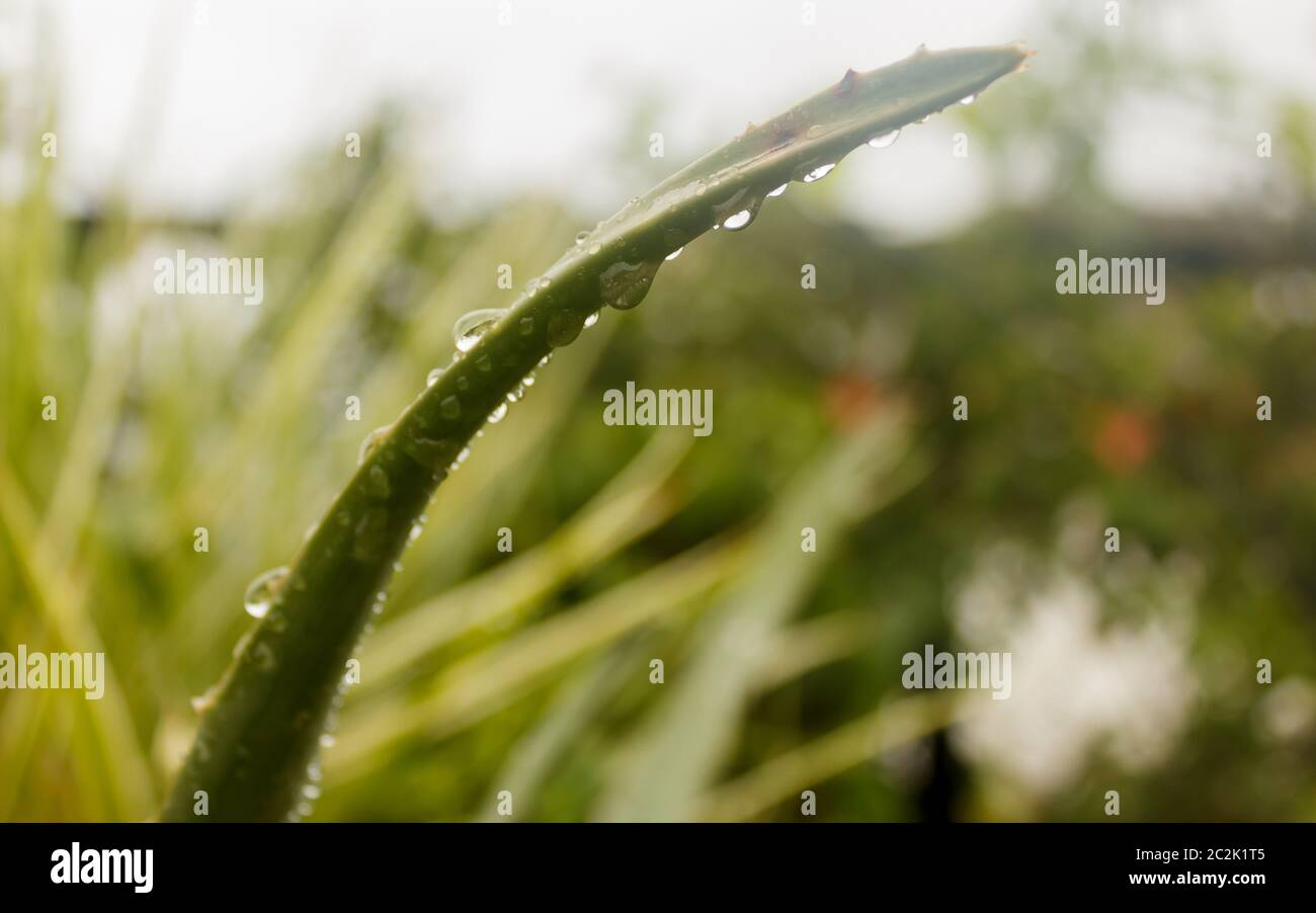 Spiky Agave variegated plant (Agave tequilana) with water on leaves ...