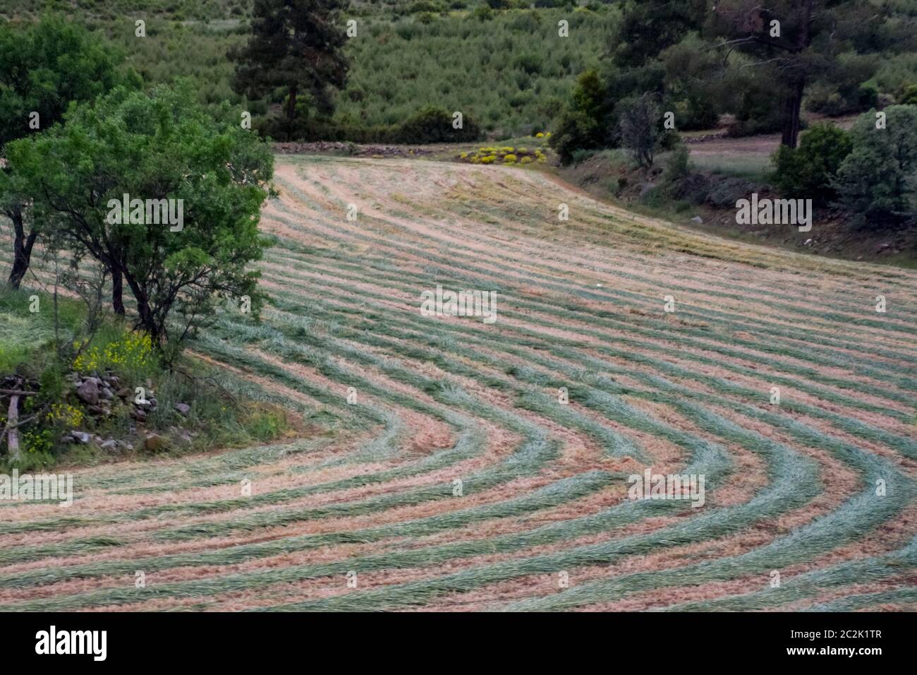 Hay cut in the field lies in rows and dries. livestock feed hay Stock ...