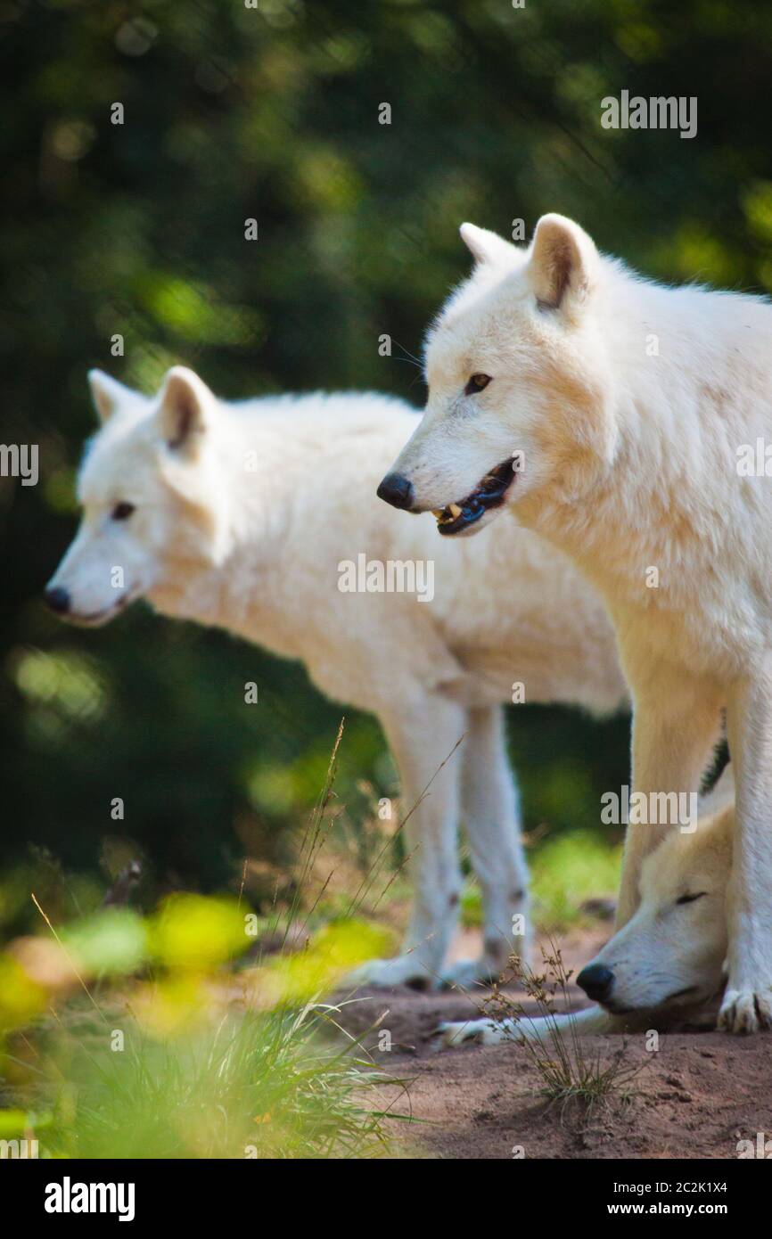 Canadian arctic wolf white wolf polar wolf canis hi-res stock ...