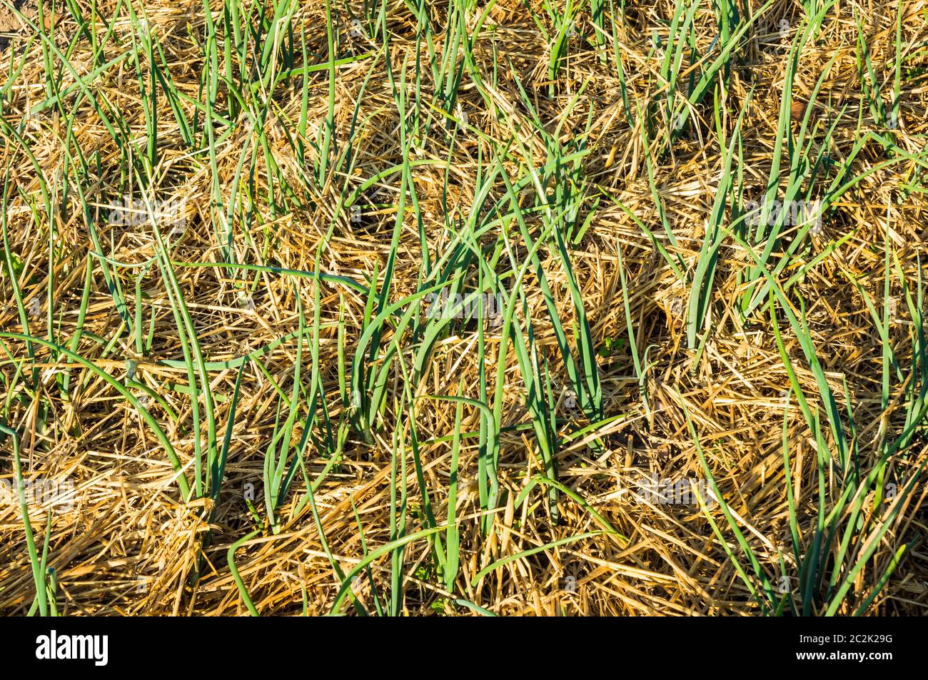 Scallions on a vegetable garden bed protected by straw Stock Photo - Alamy