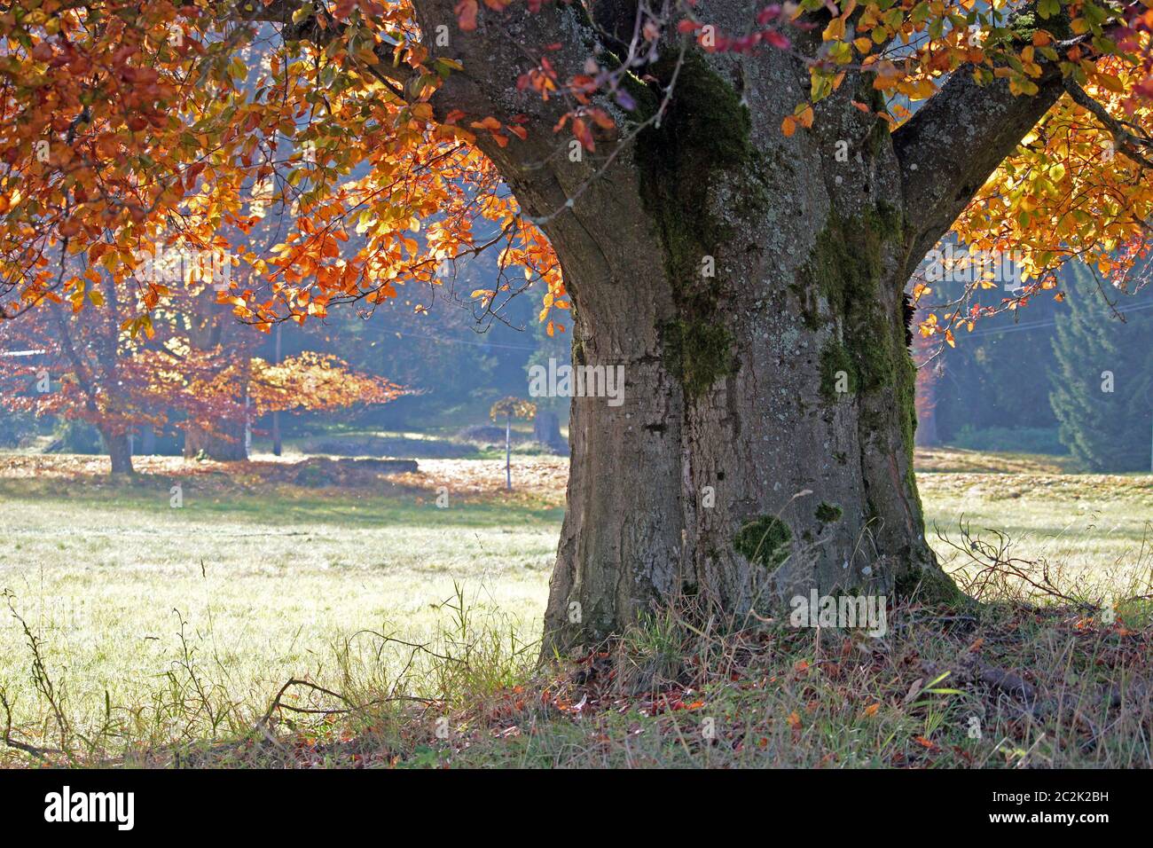 Bog area hi-res stock photography and images - Alamy