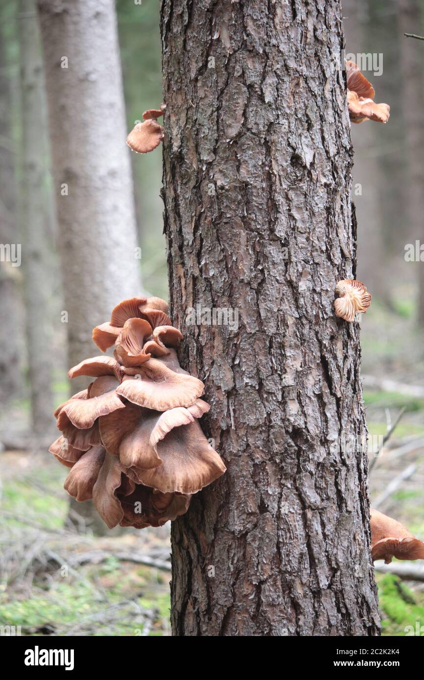 Hallimash hi-res stock photography and images - Alamy