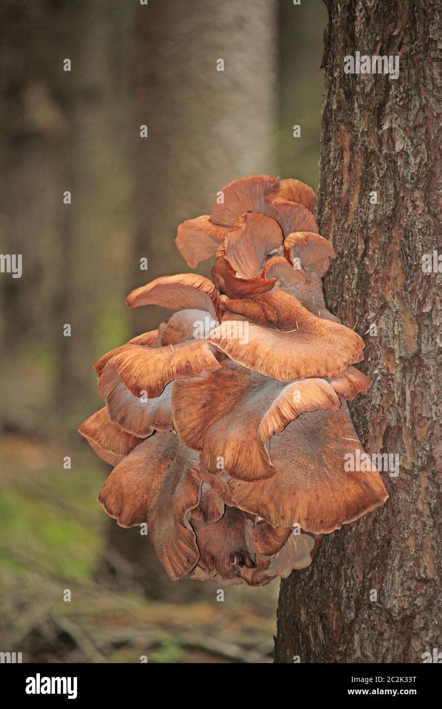 Hallimash on a tree Stock Photo - Alamy