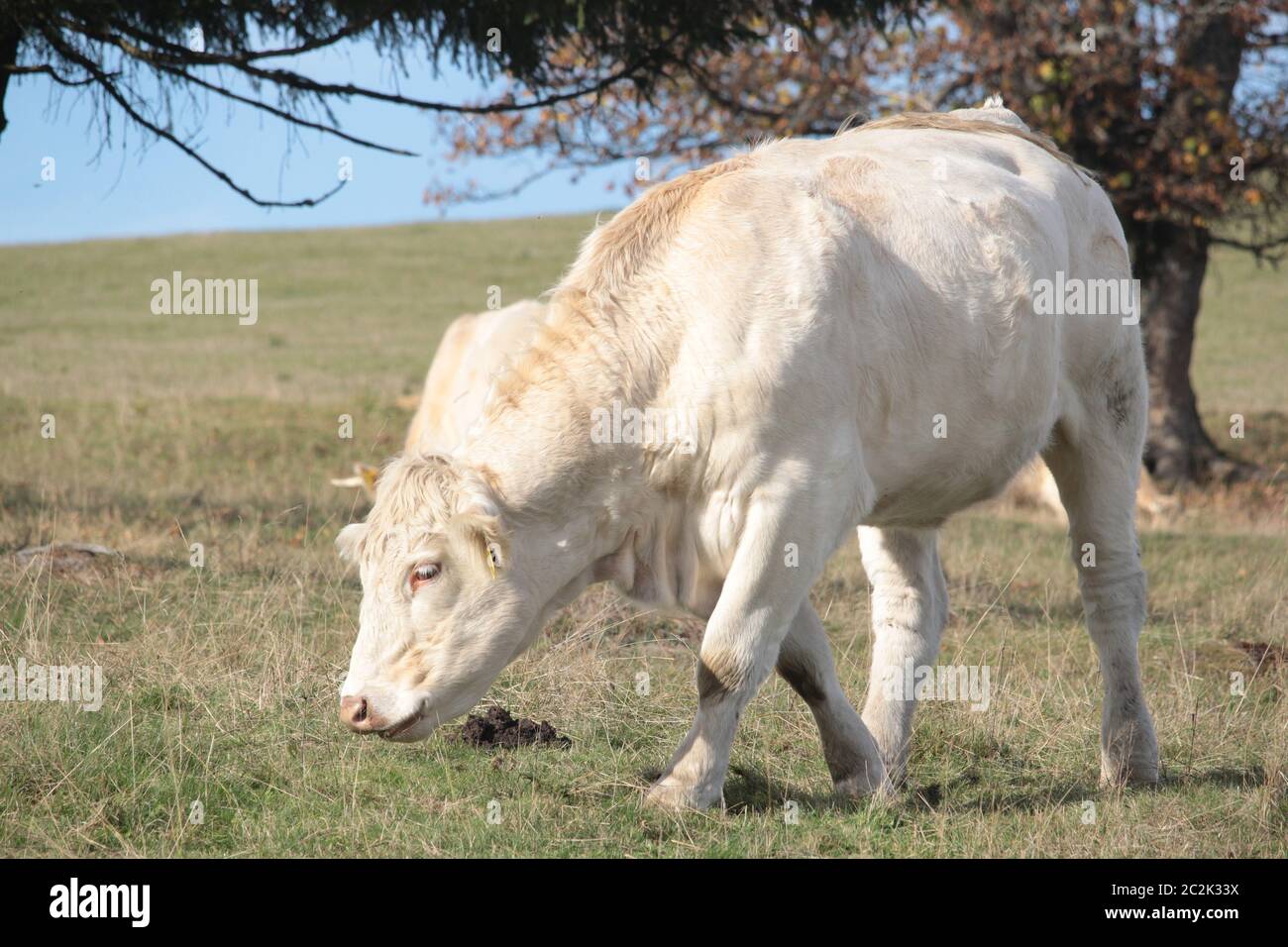 White cattle hi-res stock photography and images - Alamy