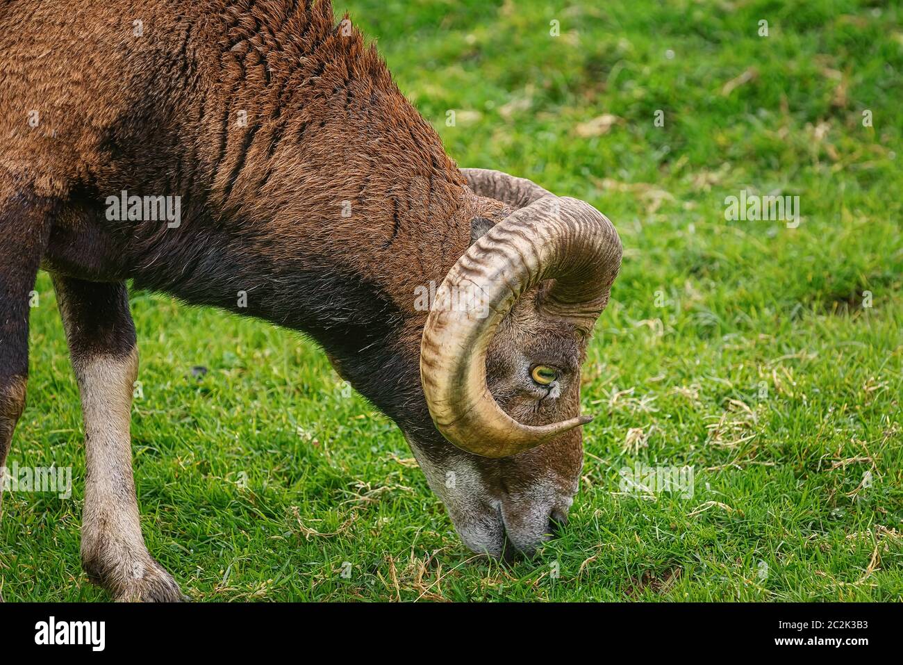 Ram grazing hi-res stock photography and images - Alamy