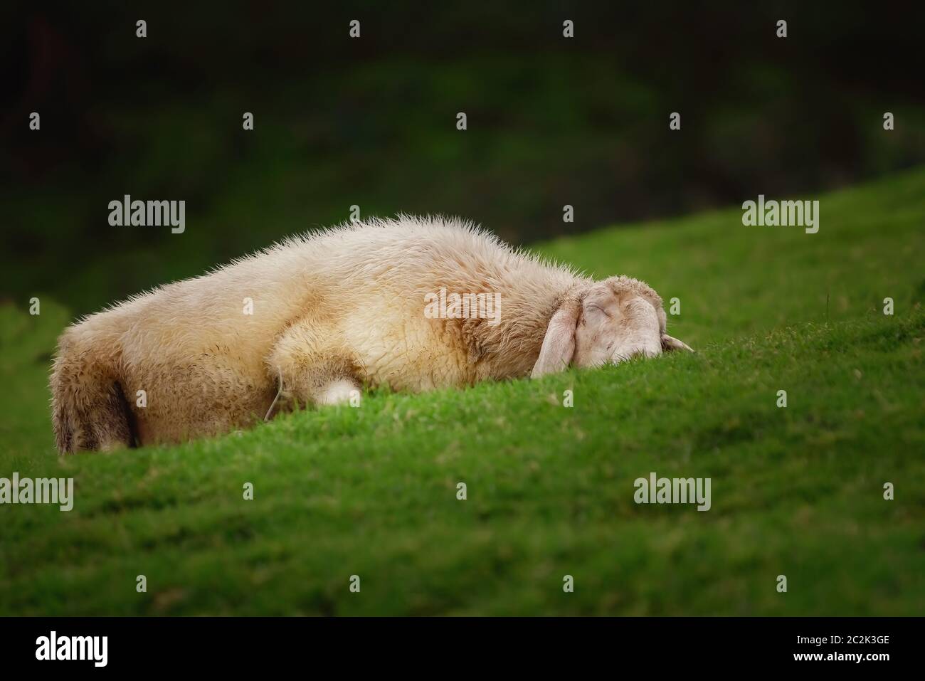 Sheep sleeping hi-res stock photography and images - Alamy