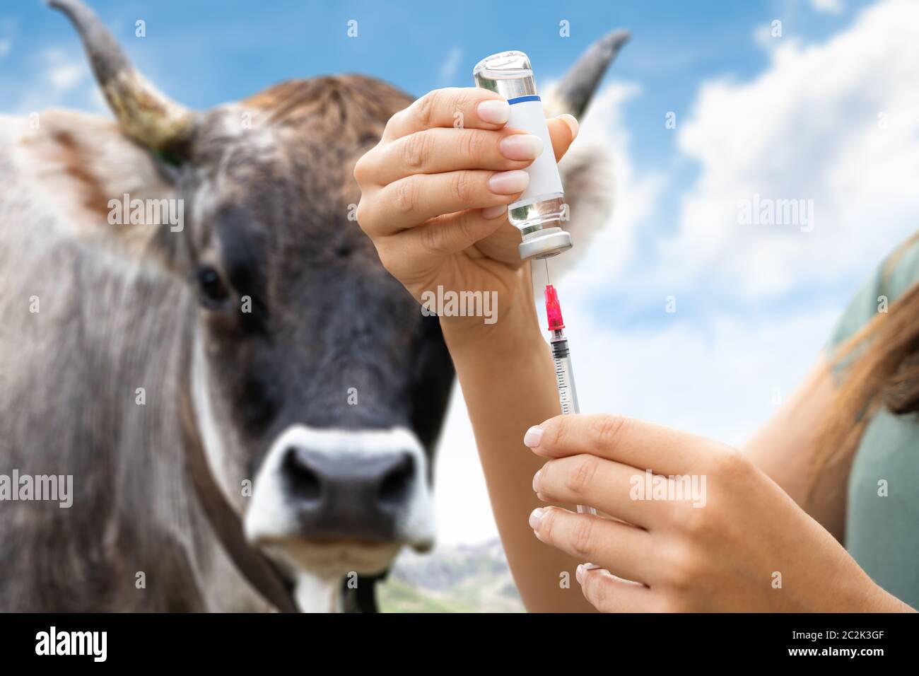 Cattle vaccine hi-res stock photography and images - Alamy