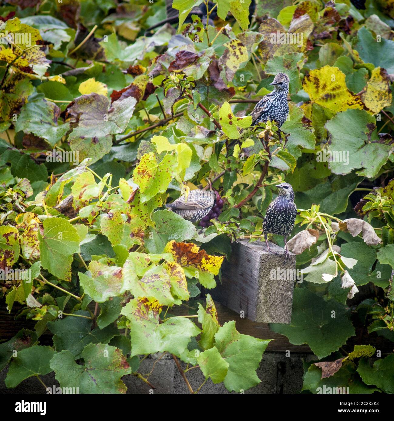 Birds in grapes hi-res stock photography and images - Alamy
