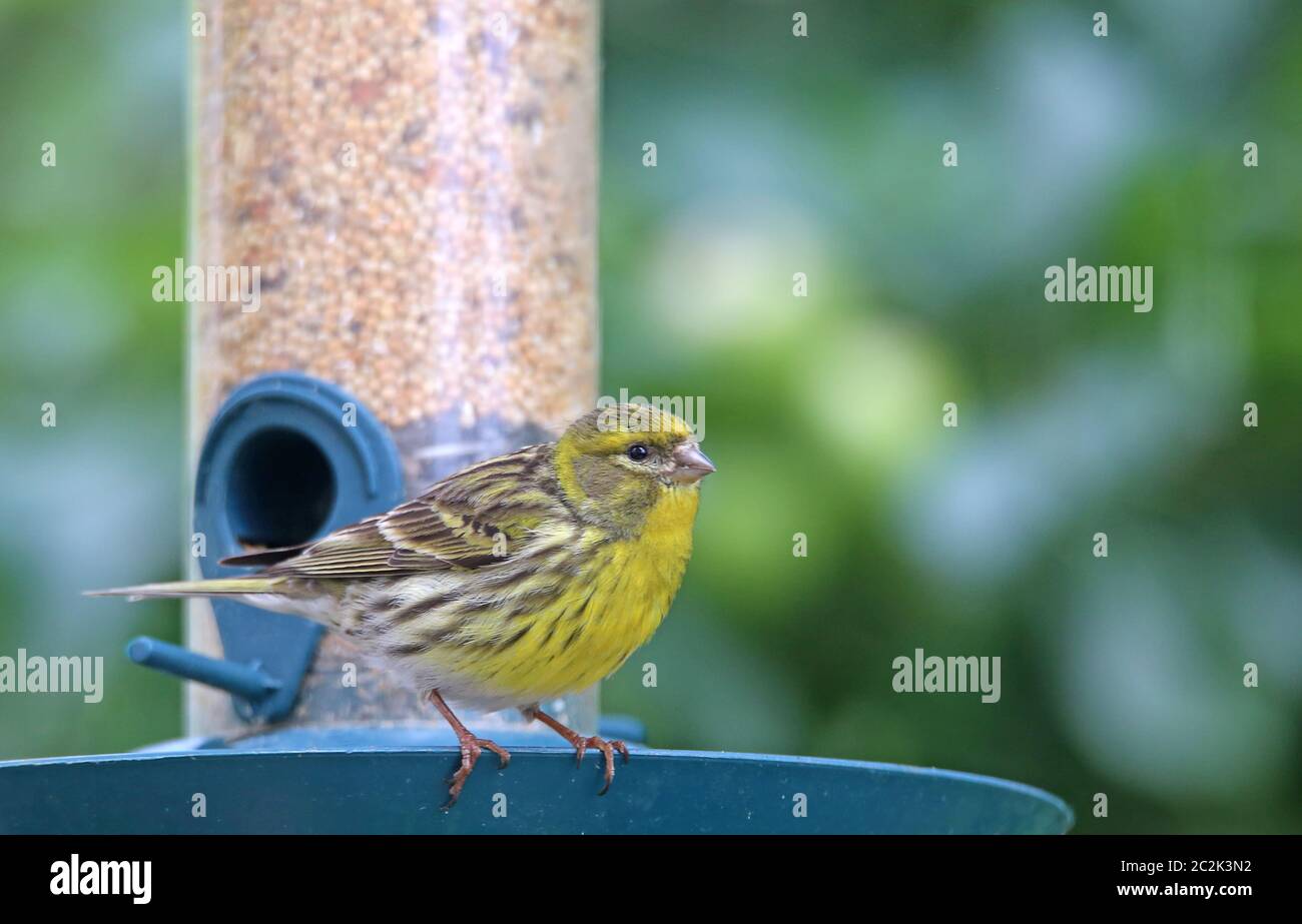 Girlitz Serinus serinus at the feeding station Stock Photo - Alamy
