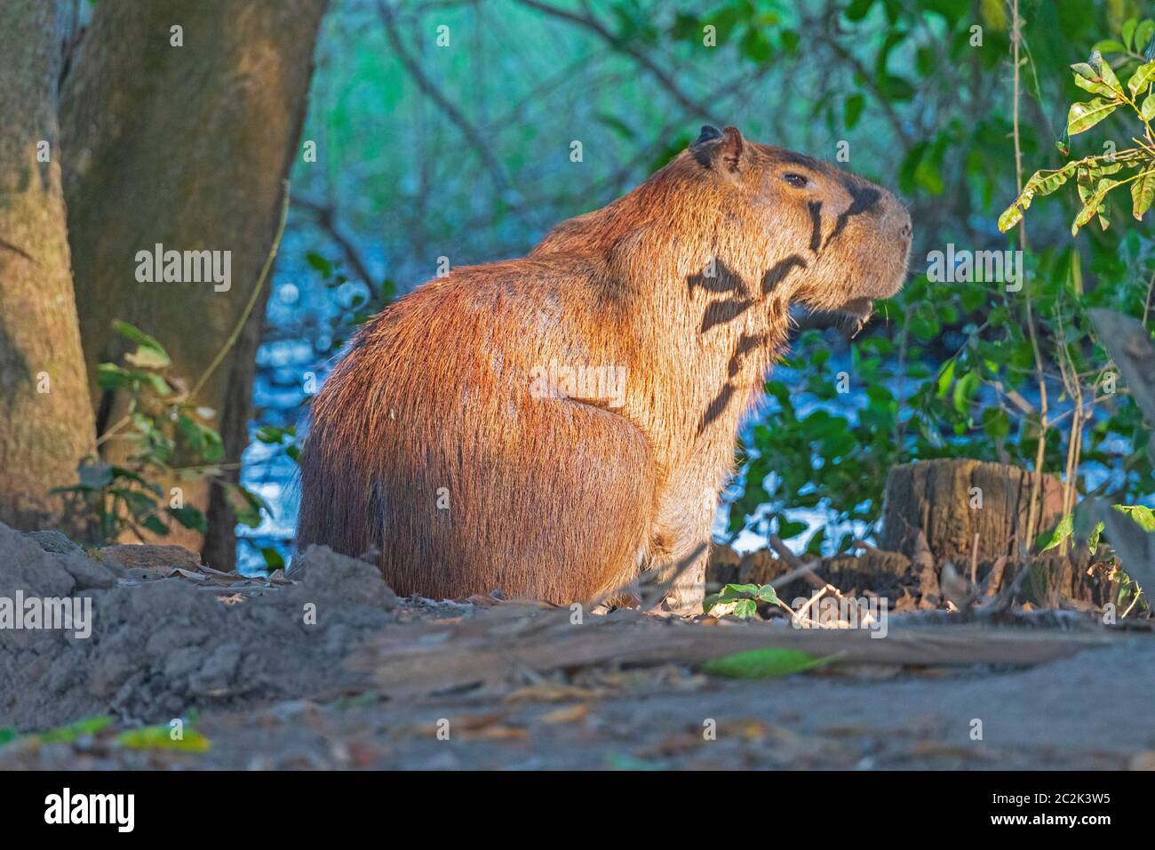 Capybara on a Secluded River Bank on the Pantanal in Brazil Stock Photo ...