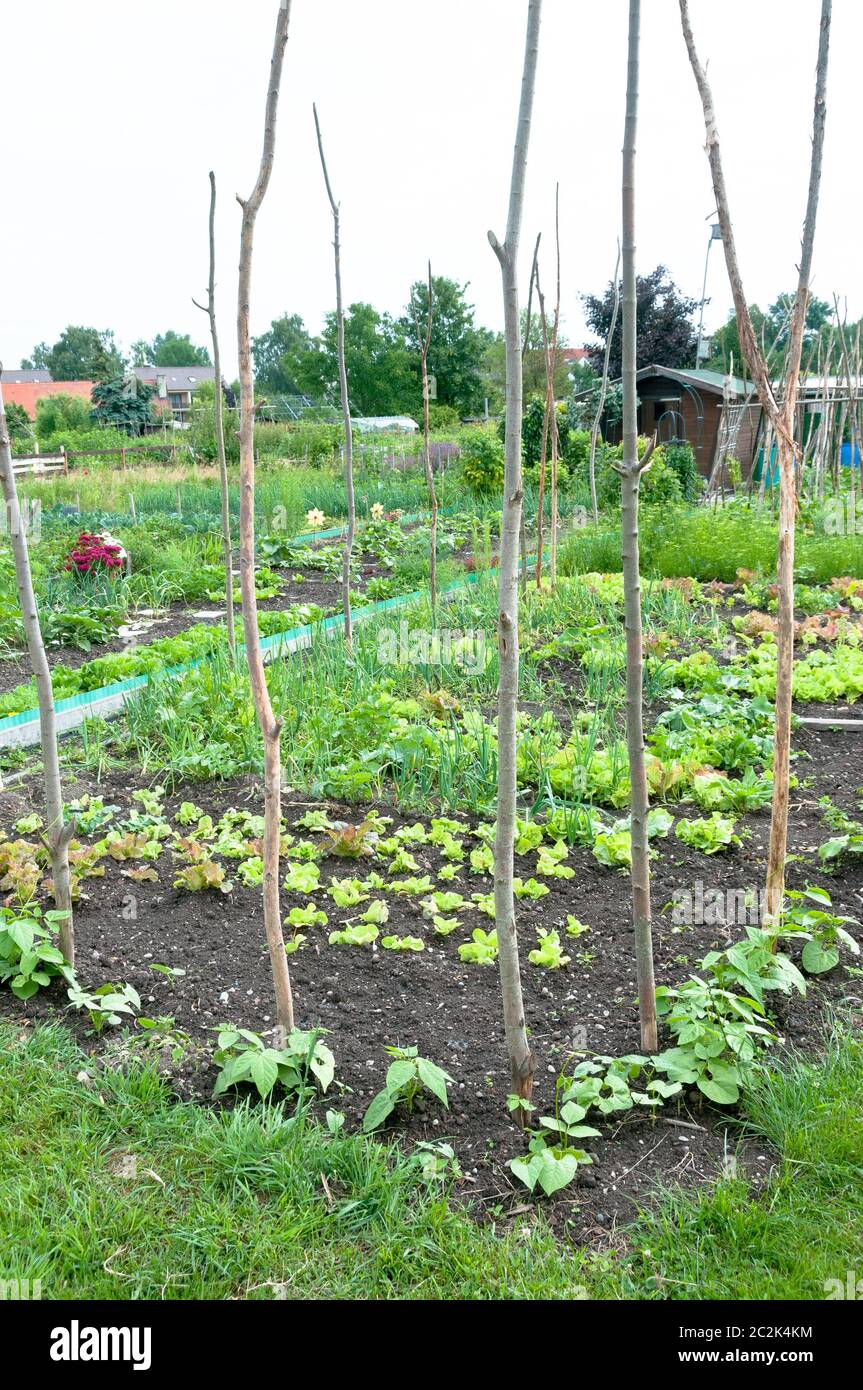 String beans bed hi-res stock photography and images - Alamy