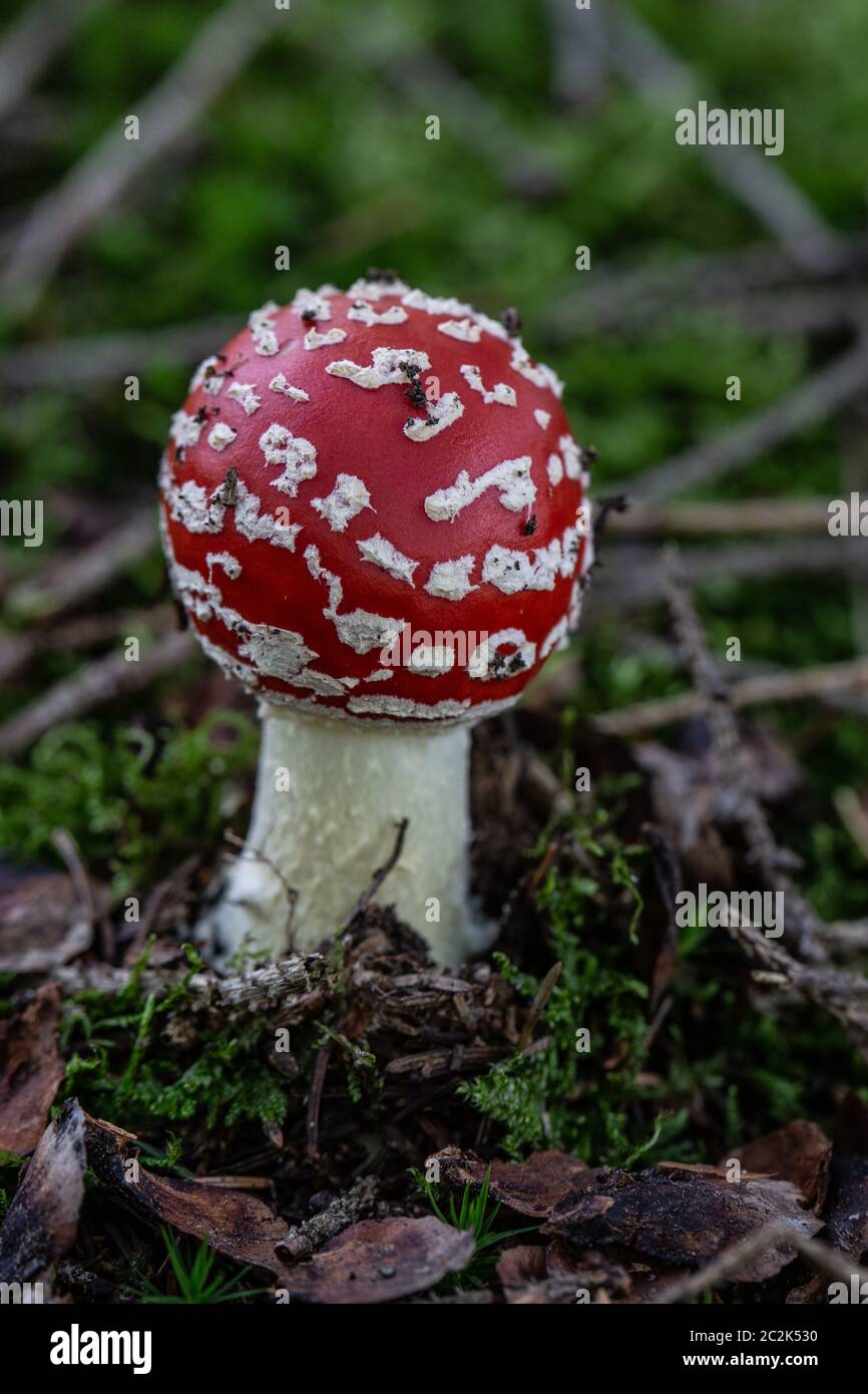 poisonous fly agaric on the autumn forest floor Stock Photo - Alamy