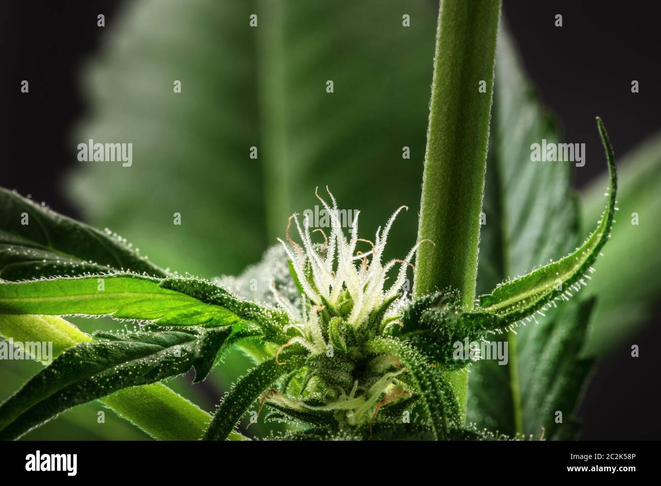 Dark bakground hi-res stock photography and images - Alamy