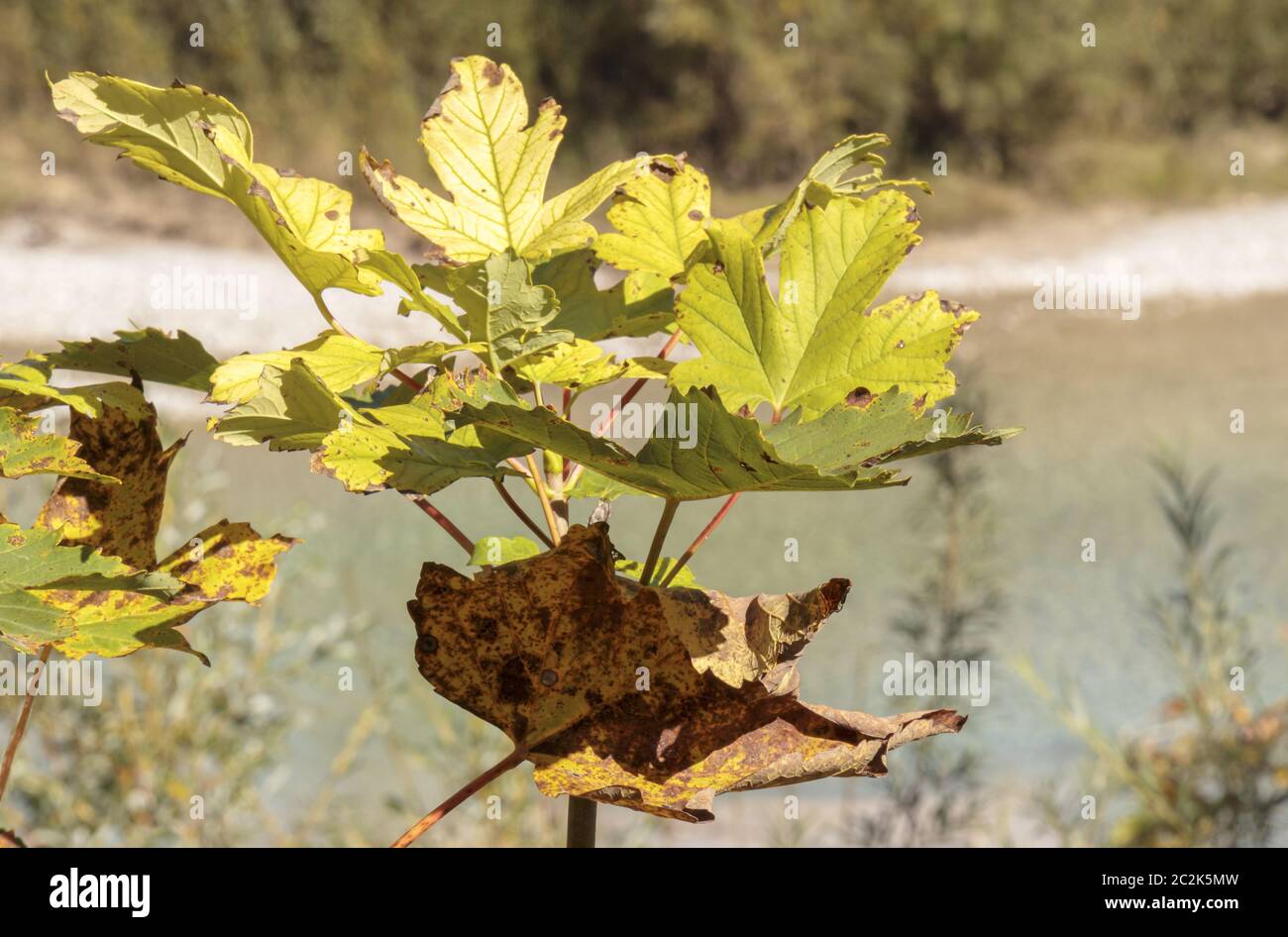 September leaves hi-res stock photography and images - Alamy