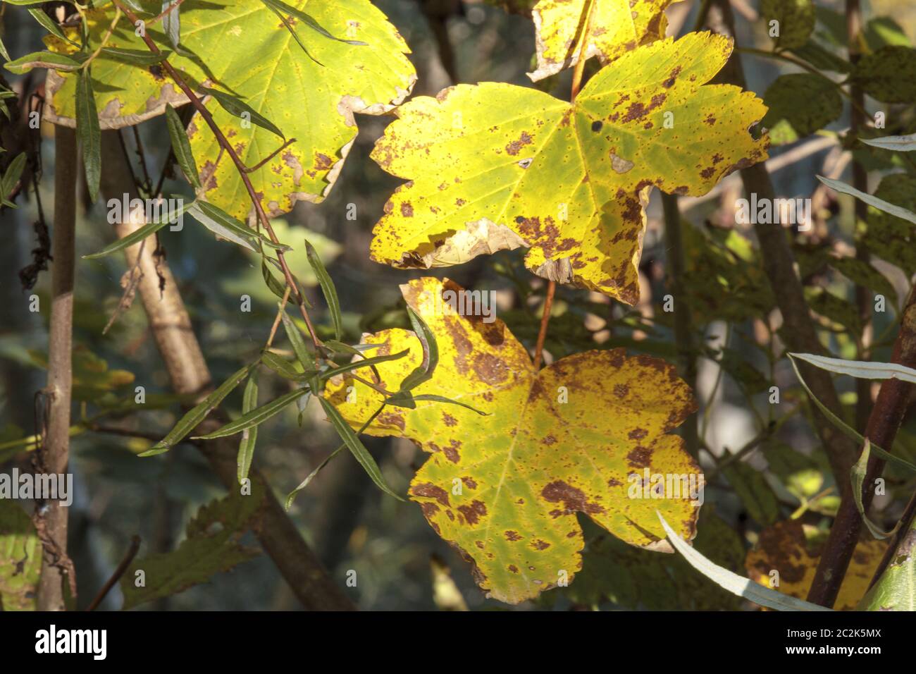 September leaves hi-res stock photography and images - Alamy