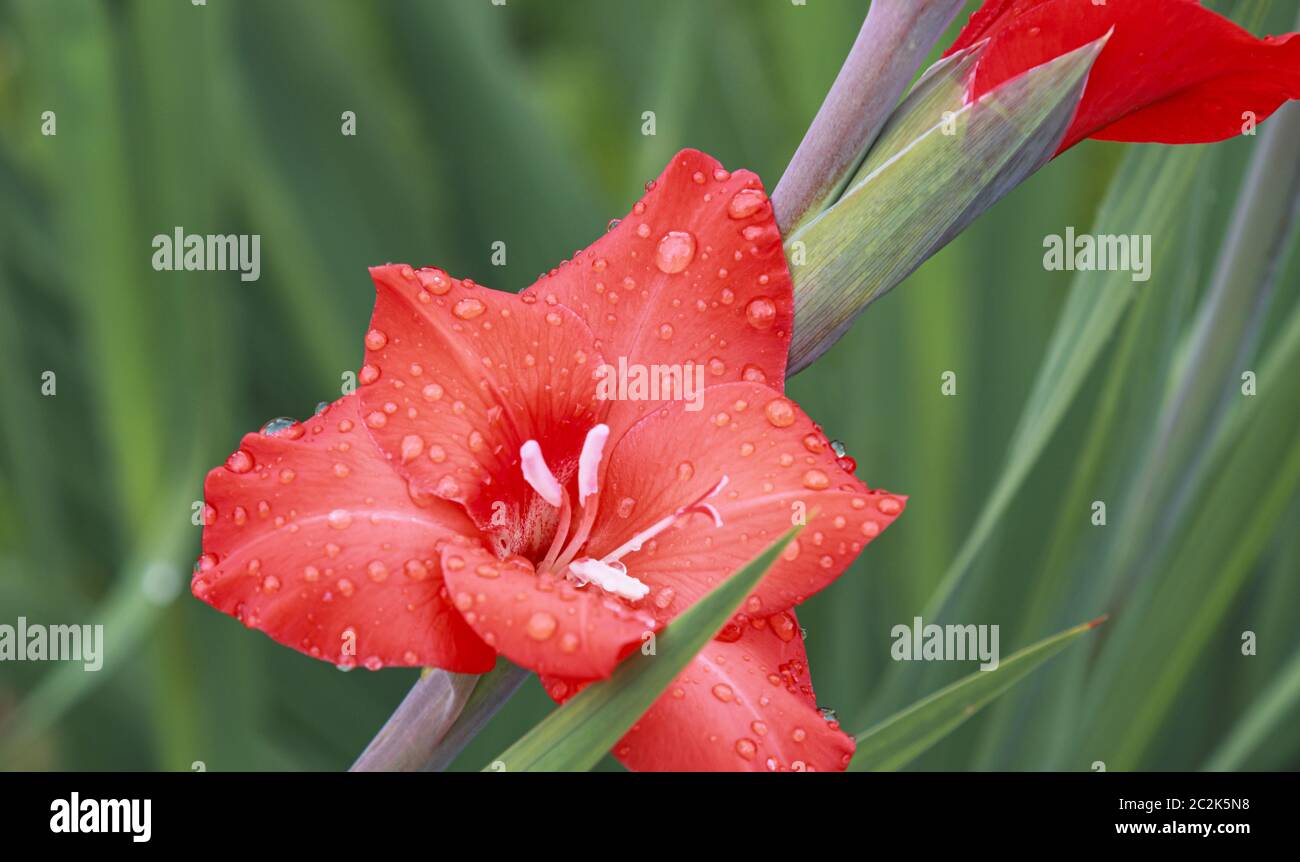 Sword flower hi-res stock photography and images - Alamy